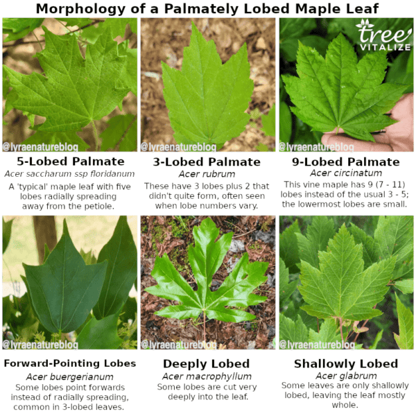 18 Different Types of Maple Trees & Identifying Features