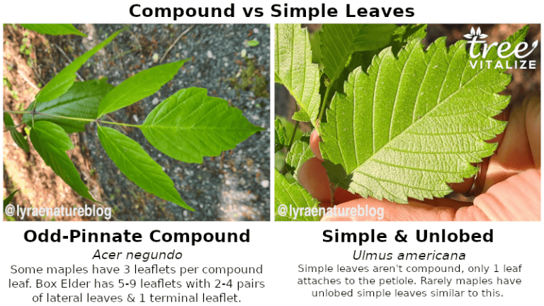 18 Different Types of Maple Trees & Identifying Features