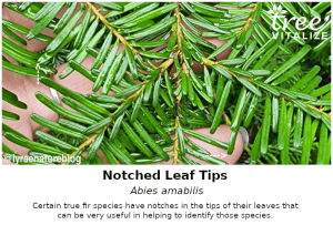 17 Different Types of Fir Trees & Their Identifying Features