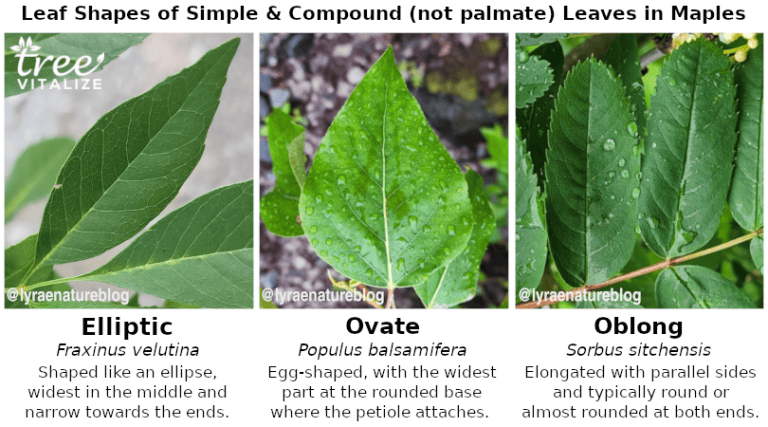 18 Different Types of Maple Trees & Identifying Features