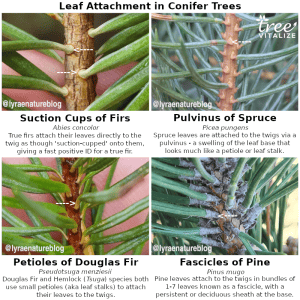 17 Different Types of Fir Trees & Their Identifying Features