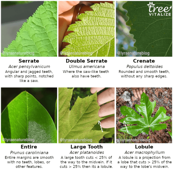 18 Different Types of Maple Trees & Identifying Features