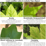 18 Different Types of Maple Trees & Identifying Features