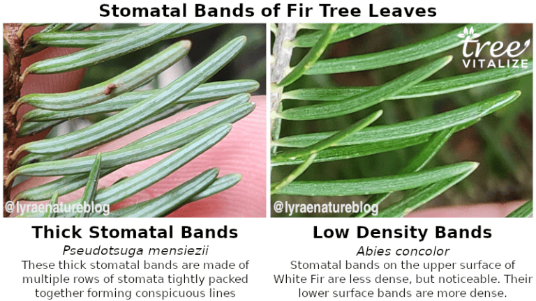 17 Different Types of Fir Trees & Their Identifying Features