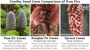 17 Different Types of Fir Trees & Their Identifying Features