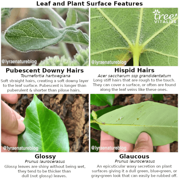 18 Different Types of Maple Trees & Identifying Features