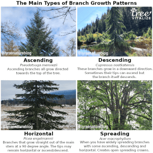 17 Different Types of Fir Trees & Their Identifying Features