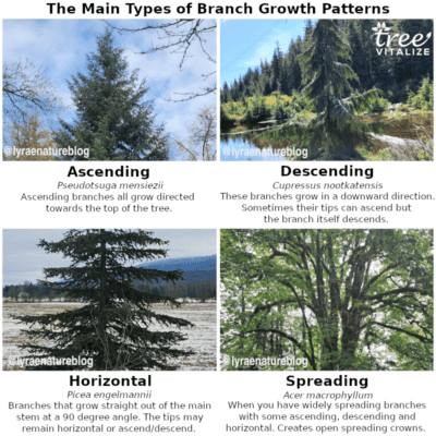 17 Different Types of Fir Trees & Their Identifying Features