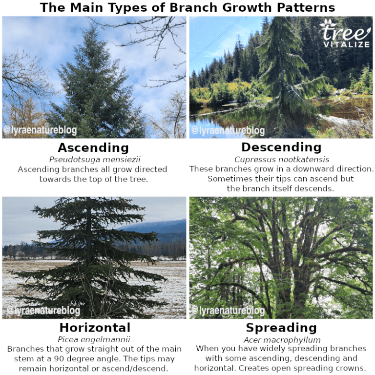 17 Different Types of Fir Trees & Their Identifying Features