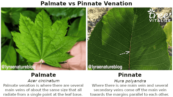 18 Different Types of Maple Trees & Identifying Features