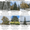 17 Different Types of Fir Trees & Their Identifying Features