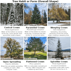 17 Different Types of Fir Trees & Their Identifying Features