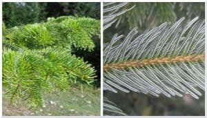 17 Different Types of Fir Trees & Their Identifying Features
