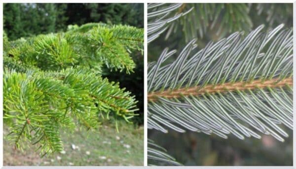 17 Different Types of Fir Trees & Their Identifying Features