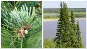 17 Different Types of Fir Trees & Their Identifying Features