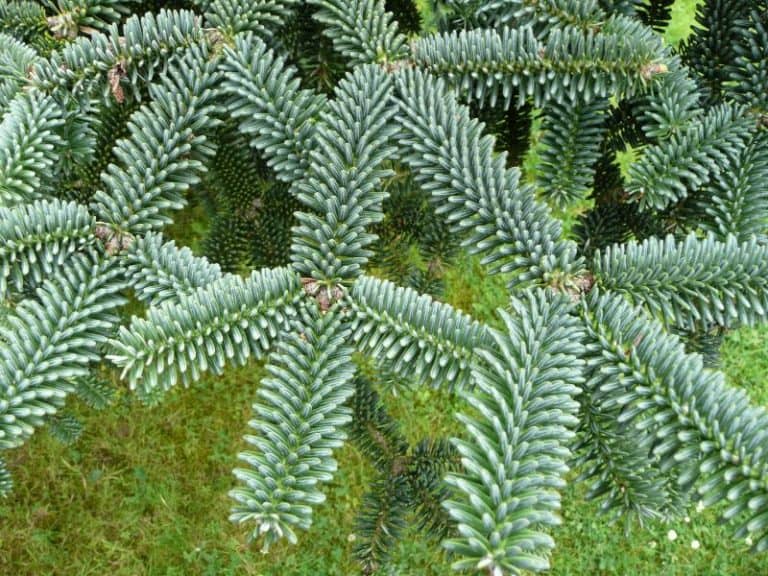 17 Different Types of Fir Trees & Their Identifying Features