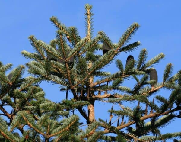 17 Different Types of Fir Trees & Their Identifying Features