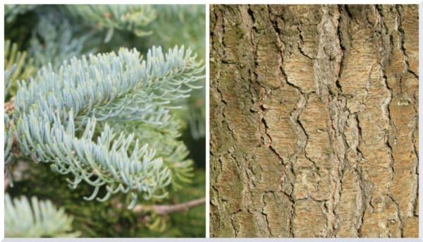 17 Different Types of Fir Trees & Their Identifying Features
