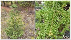 17 Different Types of Fir Trees & Their Identifying Features
