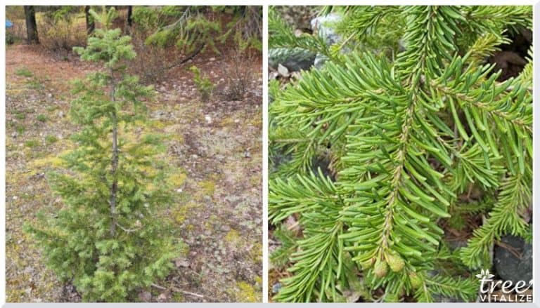 17 Different Types of Fir Trees & Their Identifying Features