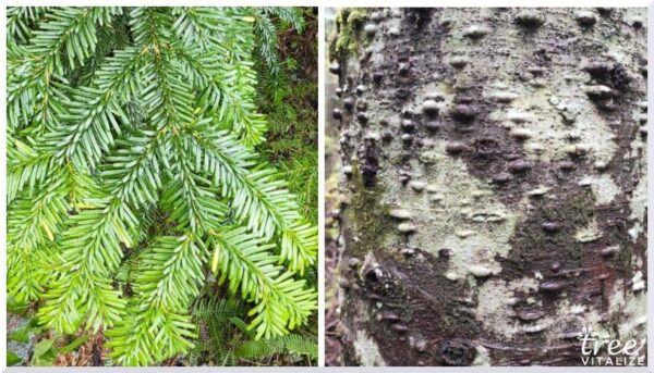 17 Different Types of Fir Trees & Their Identifying Features