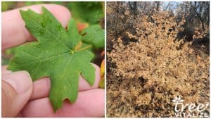 18 Different Types of Maple Trees & Identifying Features