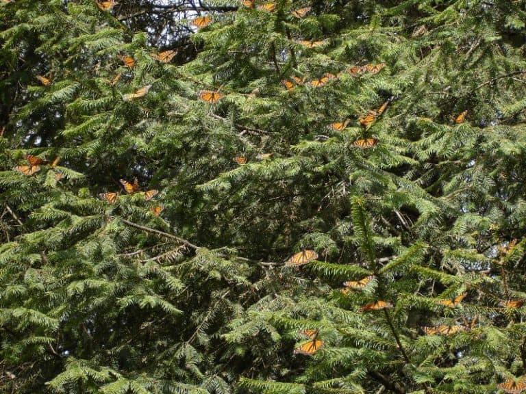 17 Different Types of Fir Trees & Their Identifying Features