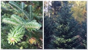 17 Different Types of Fir Trees & Their Identifying Features