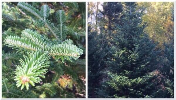 17 Different Types of Fir Trees & Their Identifying Features