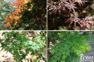 18 Different Types of Maple Trees & Identifying Features