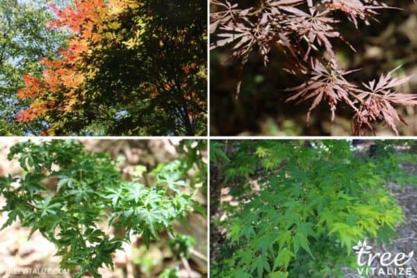 18 Different Types of Maple Trees & Identifying Features