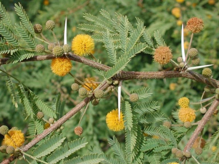 30 Types of Native Texas Trees (Common & Rare Varieties)