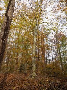 25 Common Types of Trees Native to Maryland (Grow or Admire)