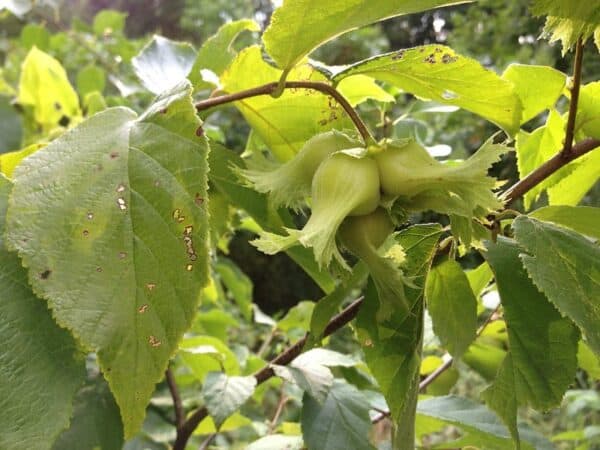6 Best Nut Trees to Grow in Tennessee for Reliable Crops