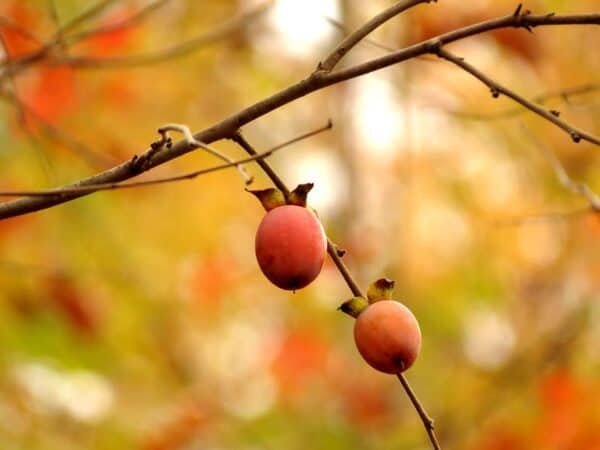 11 Best USDA Zone 4 Fruit Trees To Plant Today