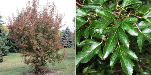 18 Different Types of Maple Trees & Identifying Features
