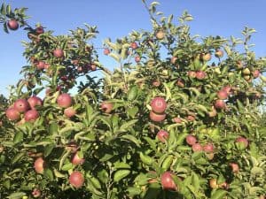 12 Fruit Trees to Grow in Maryland (for Bountiful Harvests)