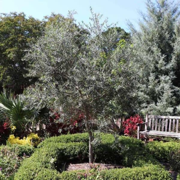 6 Best Varieties of Olive Trees to Grow in Texas