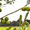 6 Best Varieties of Olive Trees to Grow in Texas