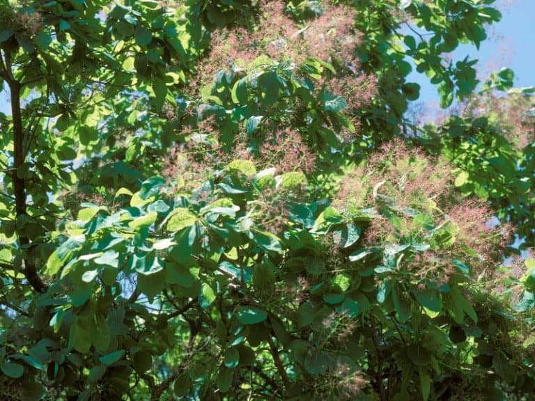 5 Drought-Tolerant Trees for USDA Zone 6 Yards & Landscapes