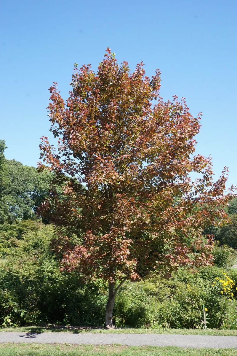 6 Maple Trees You Can Grow in Washington State