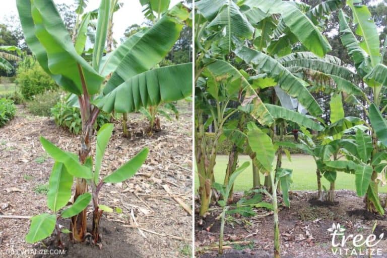 12 Best Fruit Trees to Grow in Florida for a Great Harvest