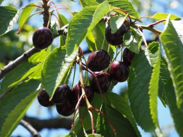5 Best Cherry Tree Varieties to Grow in Texas (Yummy)
