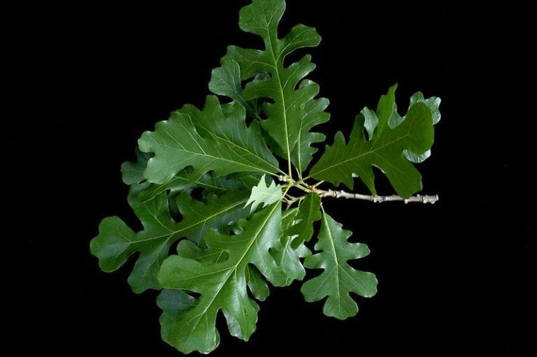 16 Majestic Oak Trees That Thrive in Illinois