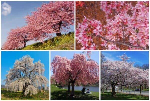 5 Cherry Blossom Trees to Grow in Texas (Ornamental Appeal)