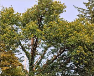 6 Best Nut Trees to Grow in Tennessee for Reliable Crops