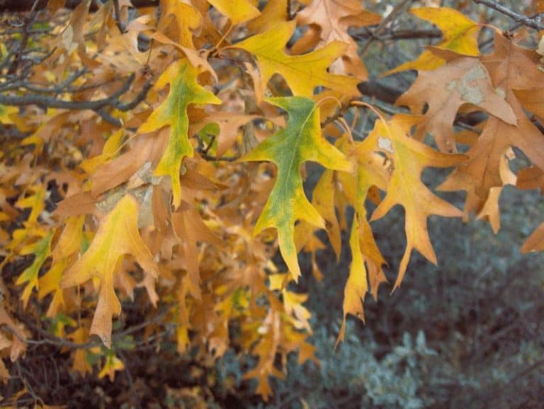 16 Types of Oak Trees in Texas (White & Red Varieties)