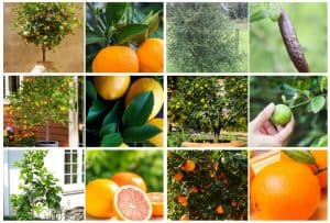 13 Best Citrus Varieties to Grow in Florida (Lemon & Lime)