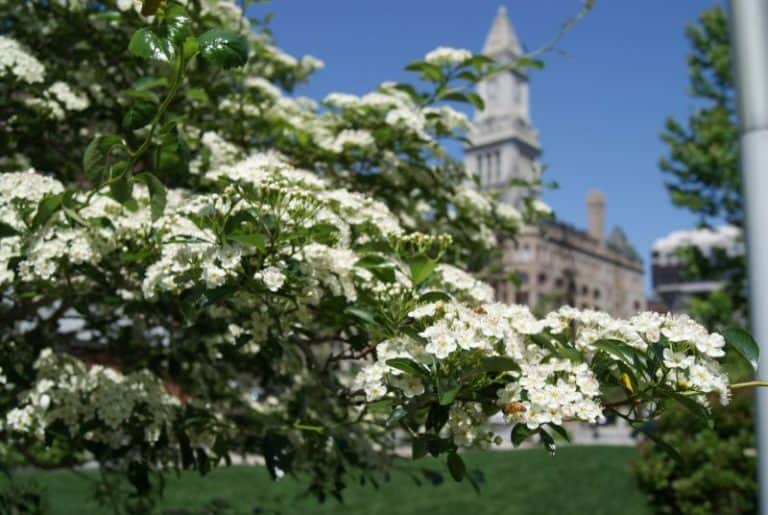 5 Thorn Trees You Will Find Growing in Texas