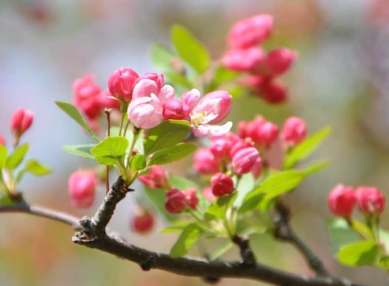 USDA Zone 3: Where is it? What to Plant? Tips to Success